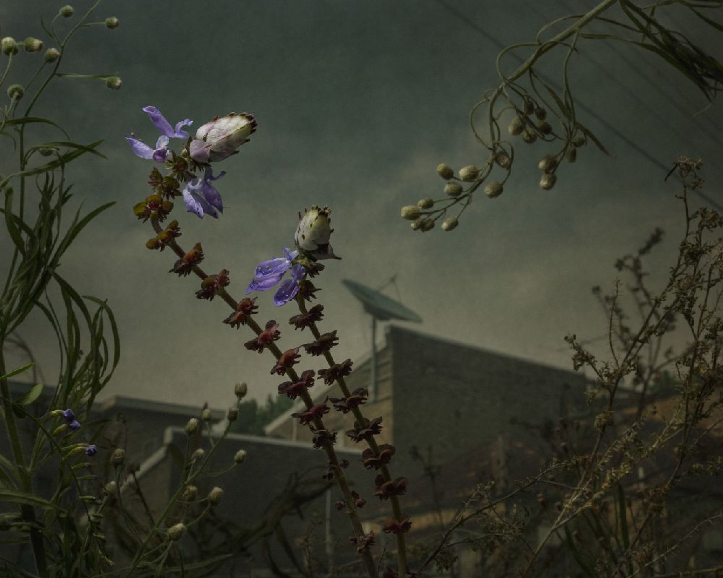 Botanical Inquiry - Photographs and text by Daniel Shipp | LensCulture