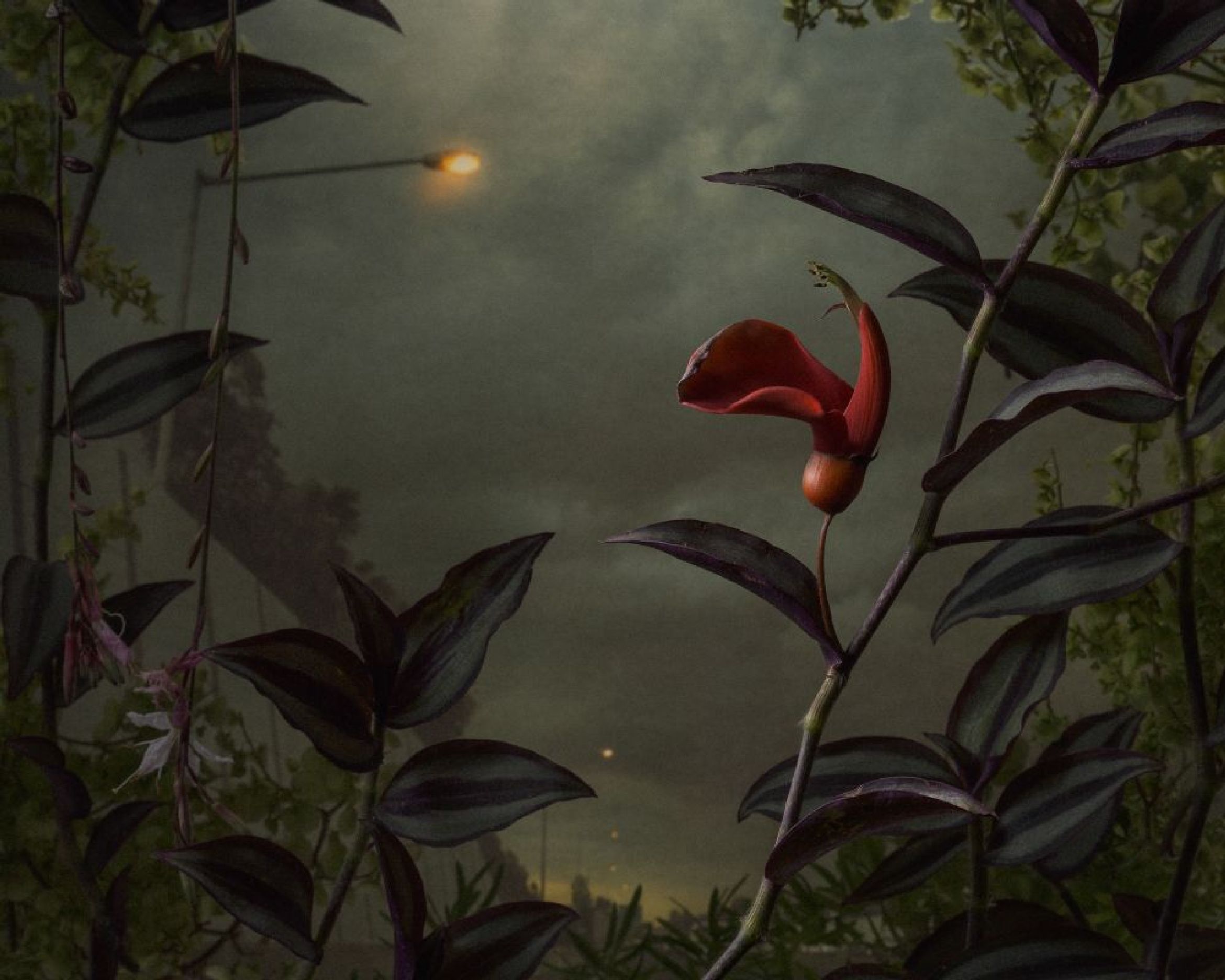 Botanical Inquiry - Photographs and text by Daniel Shipp | LensCulture