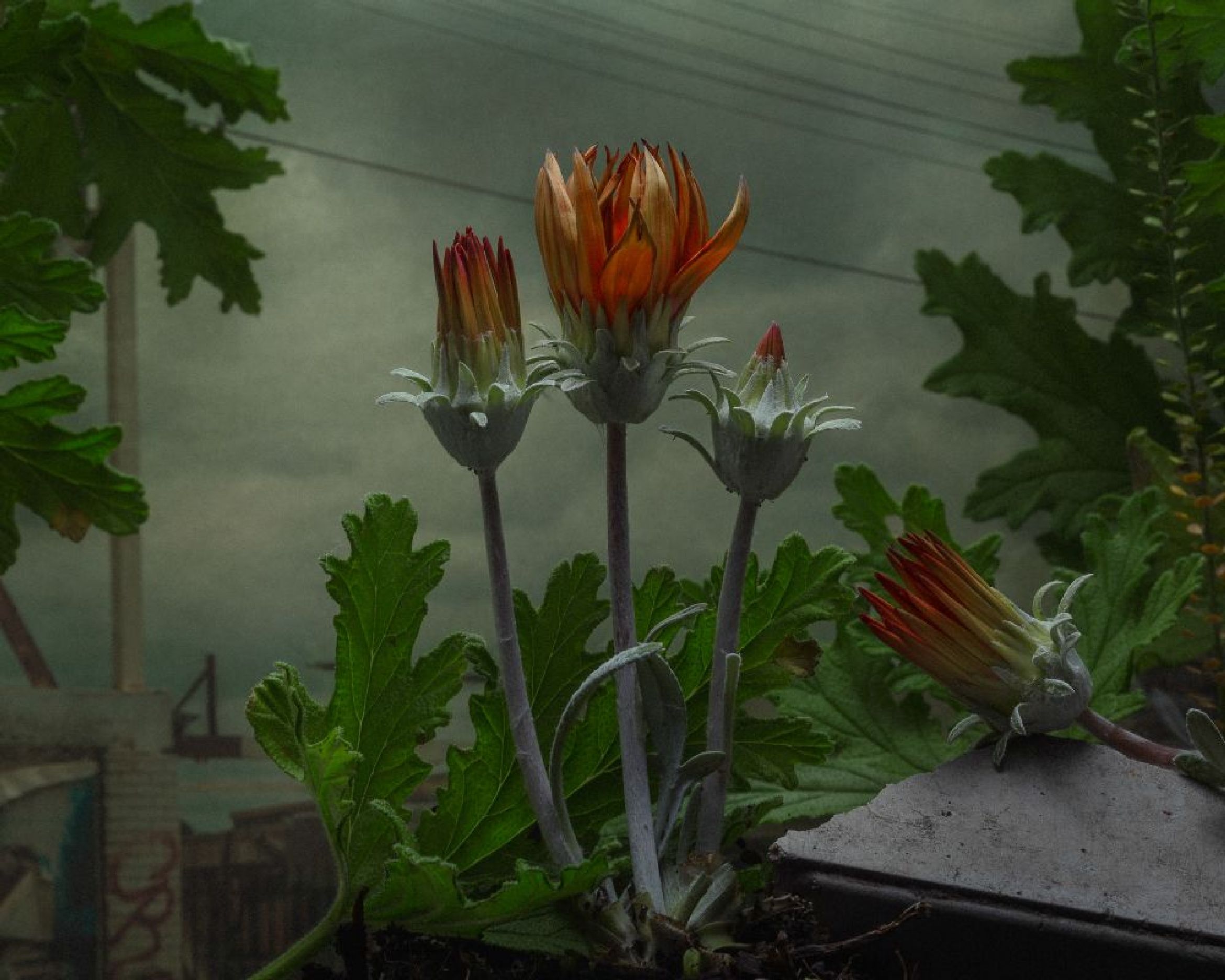 Botanical Inquiry - Photographs and text by Daniel Shipp | LensCulture