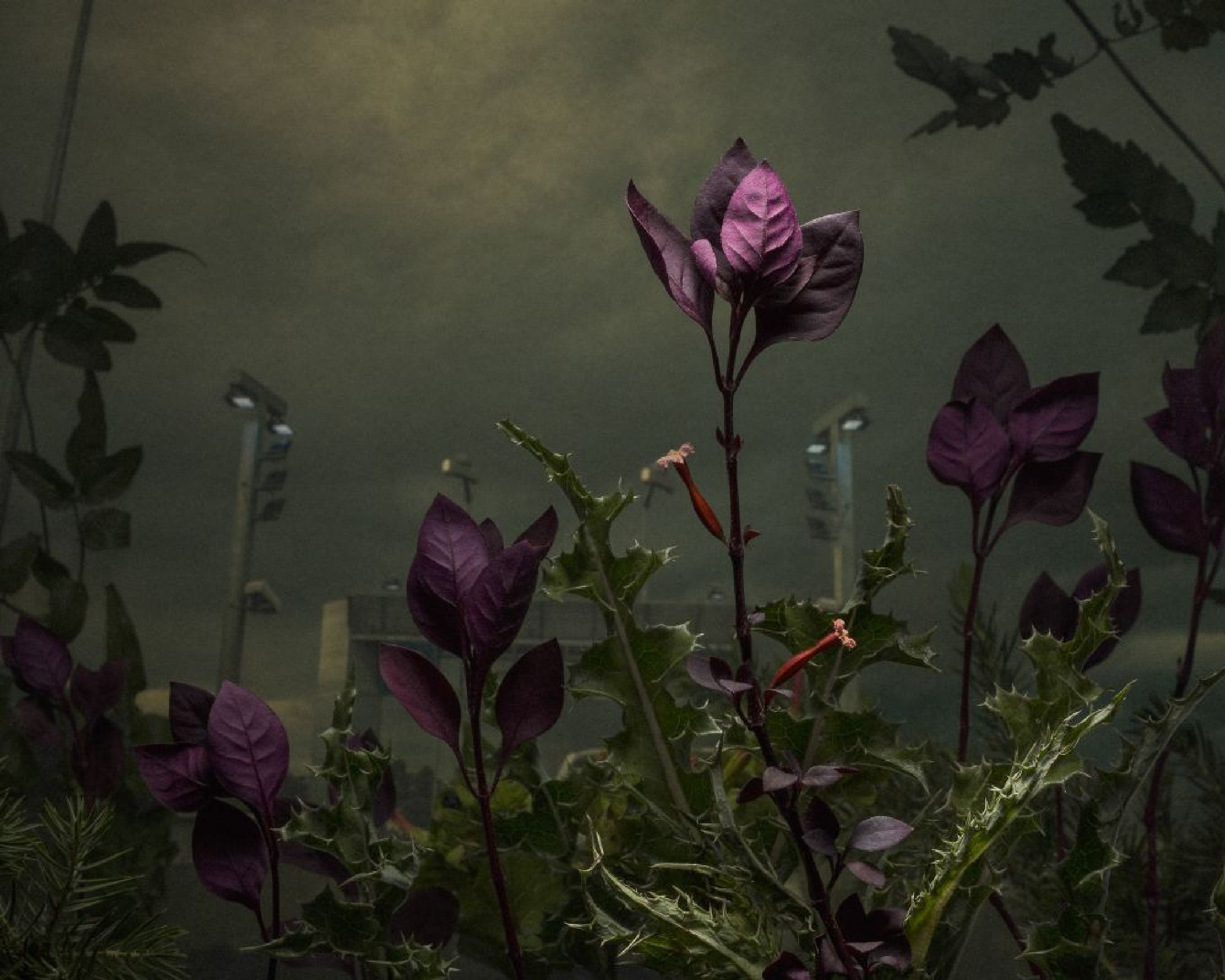 Botanical Inquiry - Photographs and text by Daniel Shipp | LensCulture