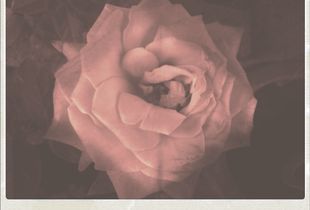 susan tedrick - Submission | LensCulture