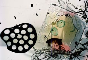 Stephen Gill - Outside In | LensCulture