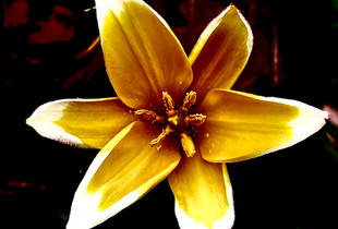 Betty Wagner - World of flowers | LensCulture