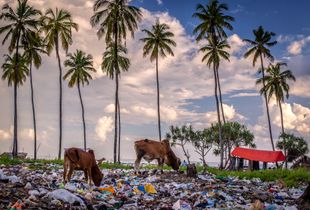 Natalie Goldsmith - Zanzibar 2017 | LensCulture