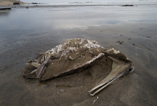 Laurent Muschel - The ballad of death | LensCulture