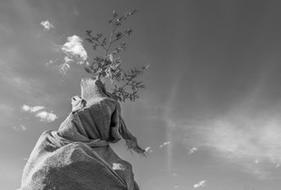 Chantal Fortier - Wandering Trees | LensCulture