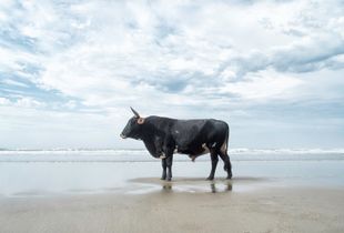 Christopher Rimmer | LensCulture