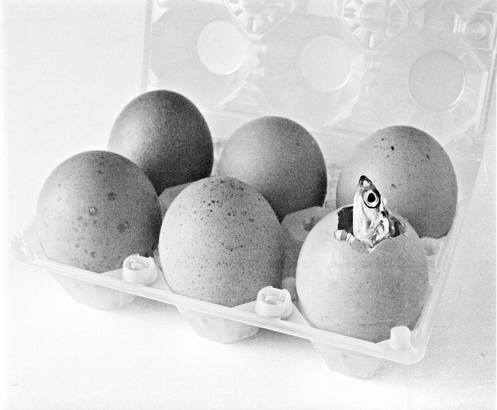 Emiliano Zanichelli - Sofisticazioni alimentari | LensCulture