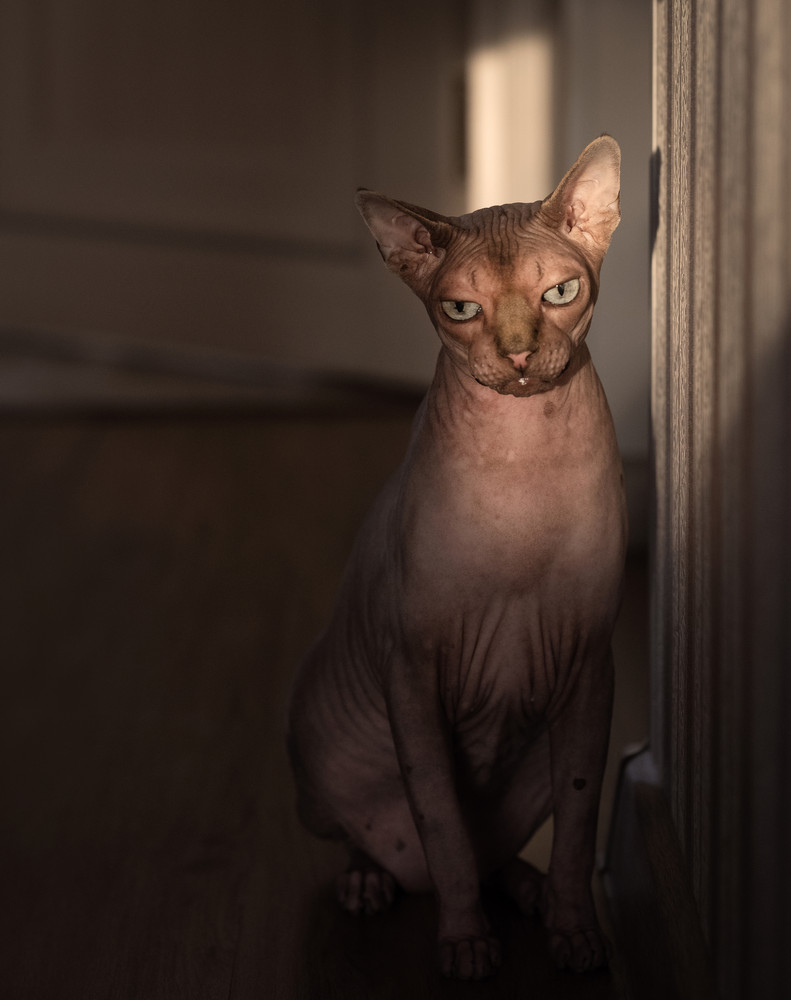 Tetiana Tryfonova - My cat | LensCulture