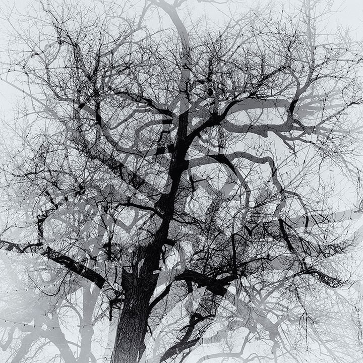 Drew Reese - Double Exposures-Winter Trees in Santa Fe, N.M. | LensCulture