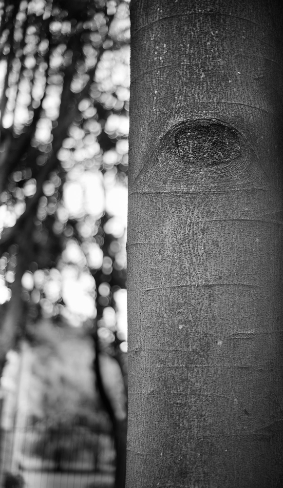 Wenyan Wu - Tree | LensCulture