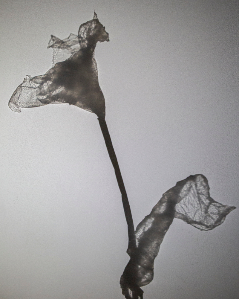 Jay Tang | Art Photography Awards 2021 Entry