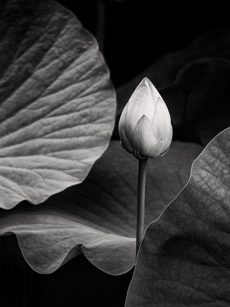 Reed Pike - Lotus Pond – A Photographic Study | LensCulture