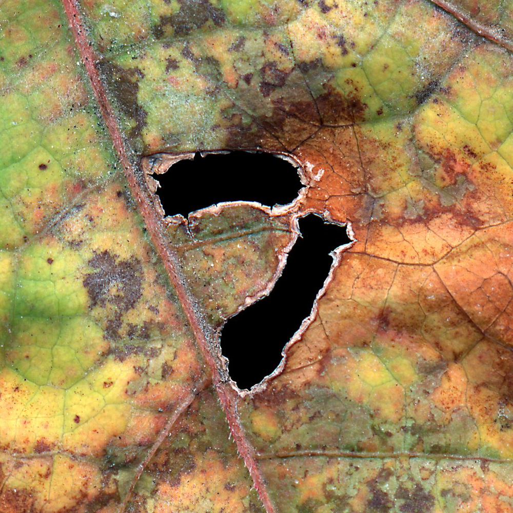 Larry Chait - Leaf Decay | LensCulture