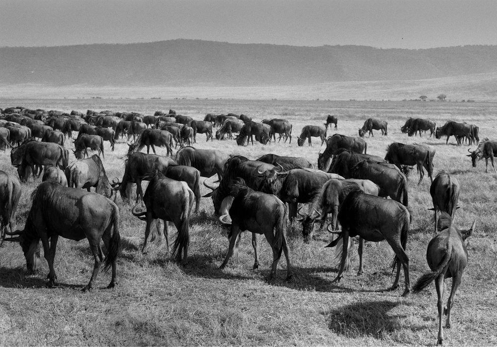 Catherine de Boer - African Ark | LensCulture