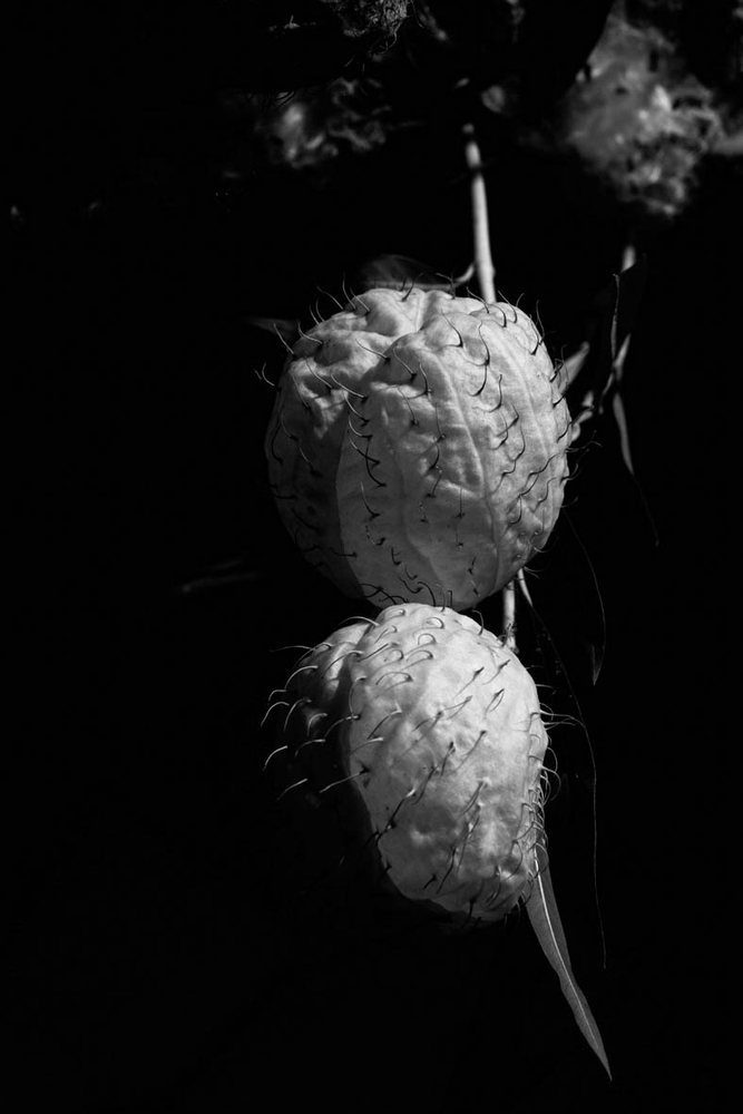 Romy Cohen - Seed | LensCulture