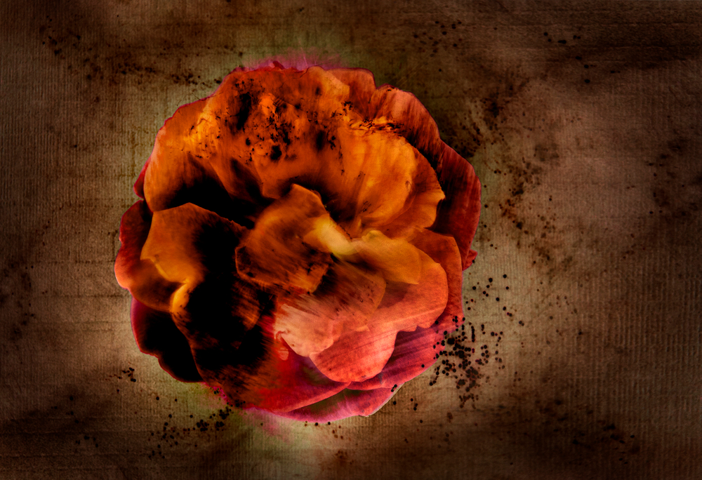 Jeremy Webb - Light painted flora | LensCulture