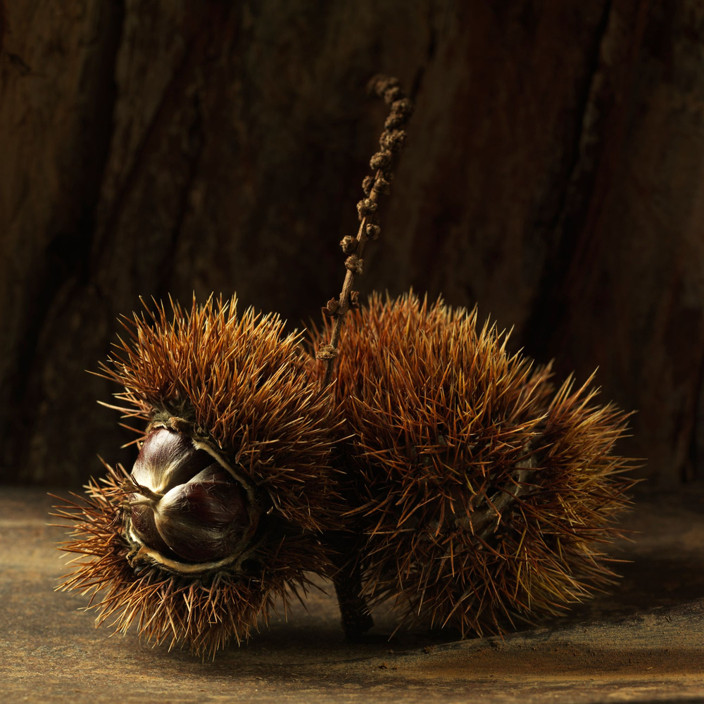 Véronique Bernard - Amazing chesnuts | LensCulture