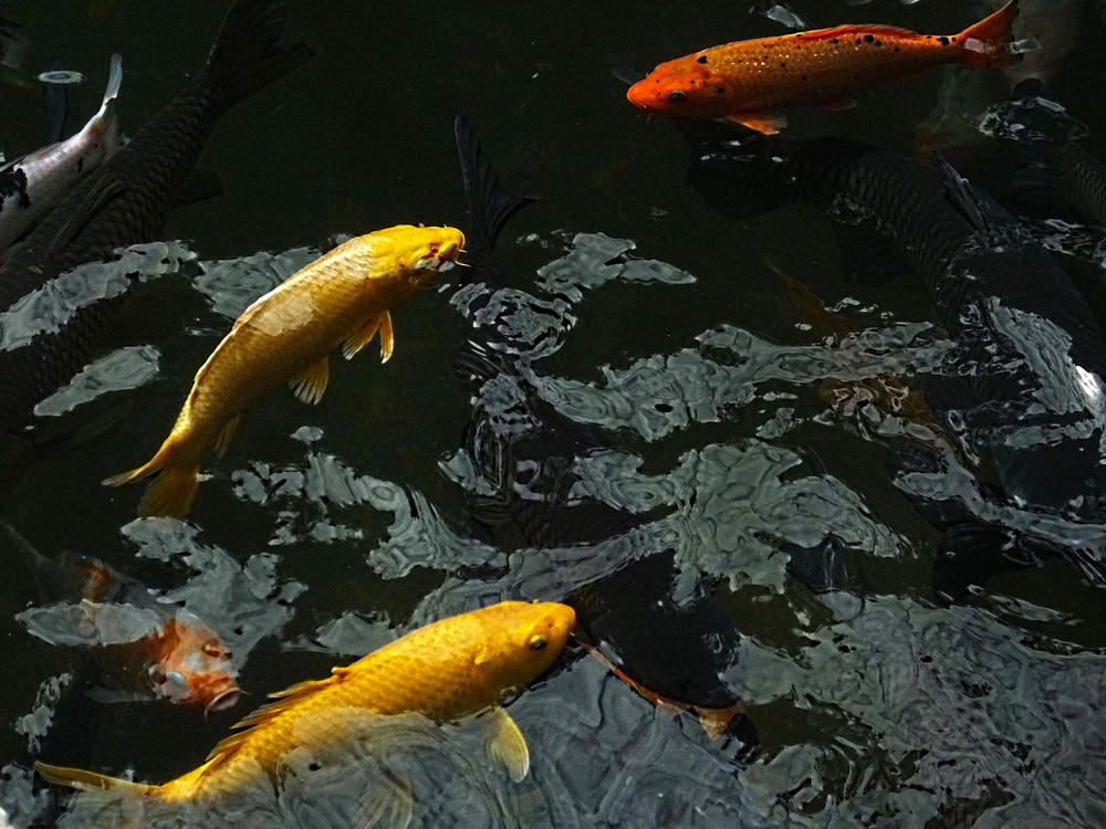 Avner Tabib - Fish pond in China. | LensCulture
