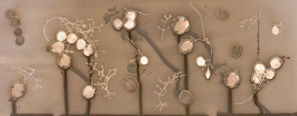 Denis Roussel - So Much Beauty, From The Compost - Part 1 | LensCulture