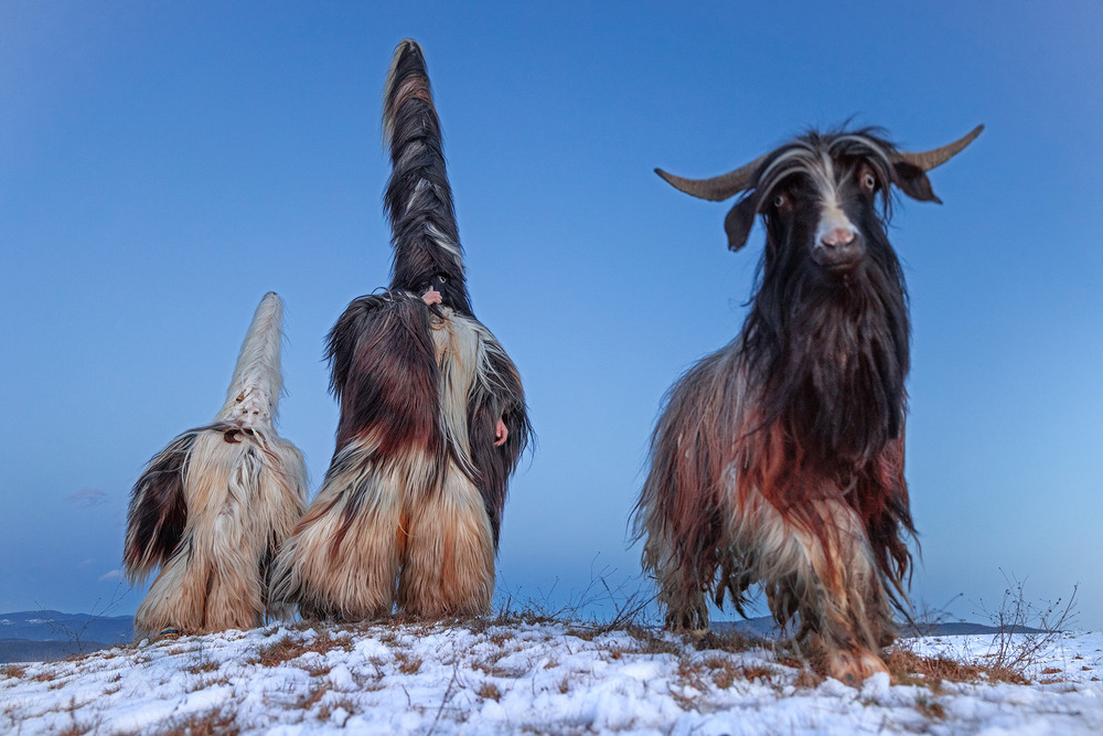 Ivo Danchev - Goat Dance | LensCulture
