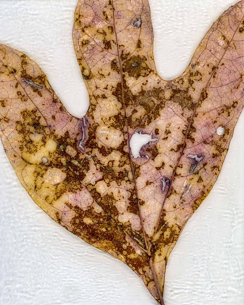 Gregory Spaid - Leaf Cutting Series | LensCulture