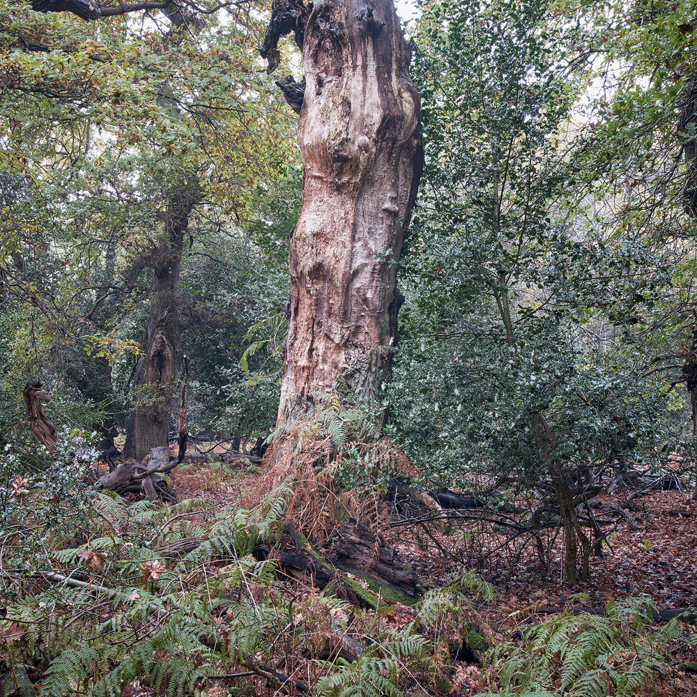JEREMY YOUNG - The Thicks - yesterday's tomorrow | LensCulture