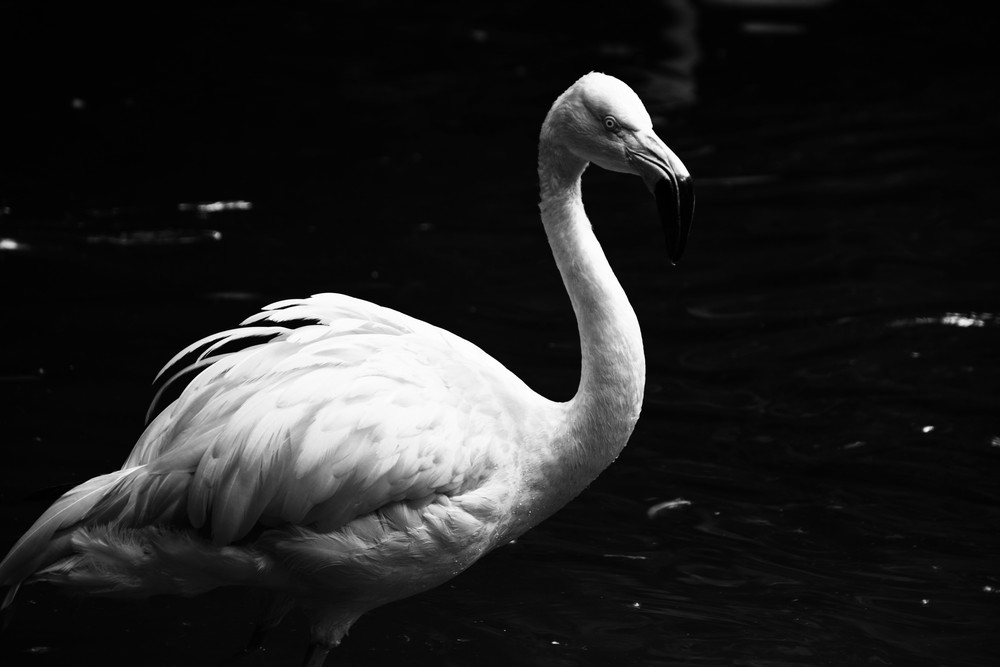 Rachel Hecht - Animal Gaze Through The Lens of a Camera | LensCulture