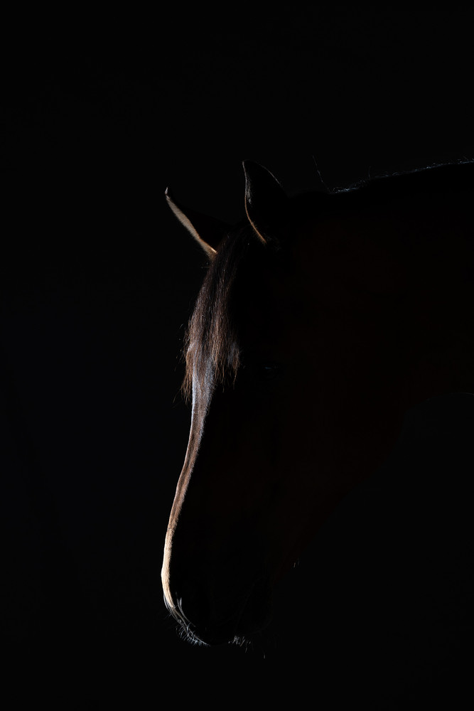 Deanne Ward - I Dream of Horses | LensCulture