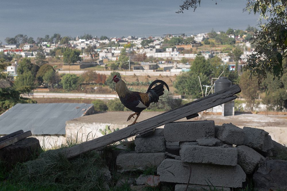 Seth Adrián - Atl de las verdes matas. | LensCulture