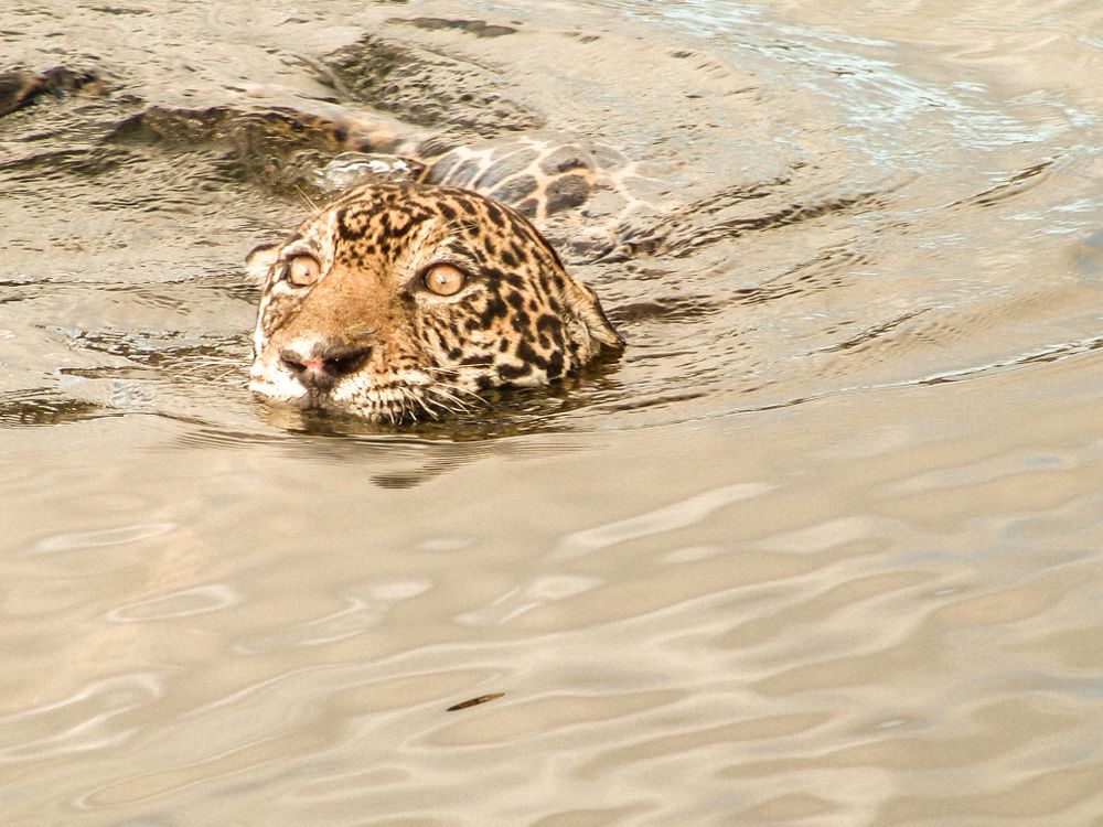 Chris Guichard - Look at me pleaaaaase - Les animaux nous regardent ...