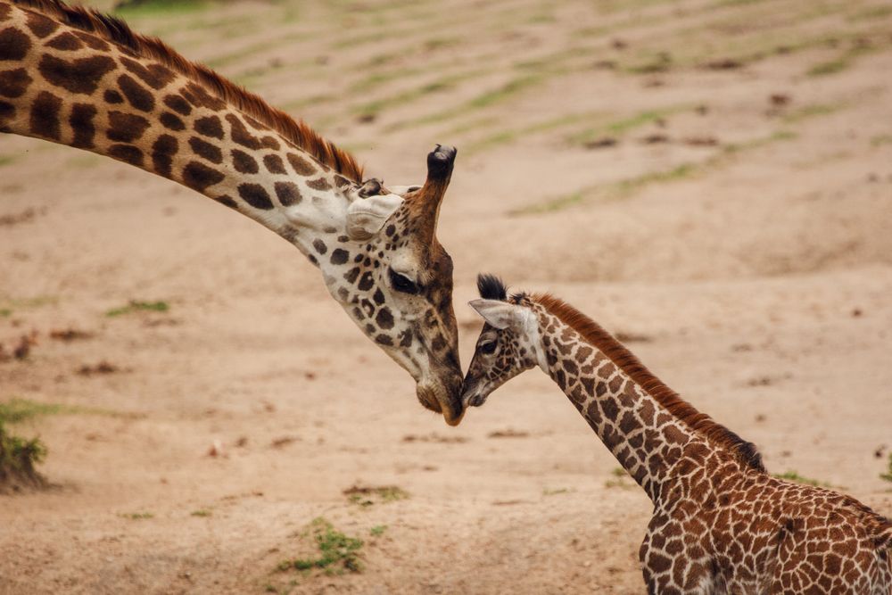Usha Harish - Parental love is universal | LensCulture