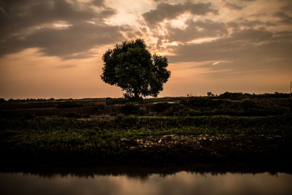 The Tree of Life: Indonesia’s Mangroves Torn Asunder - Photographs and ...