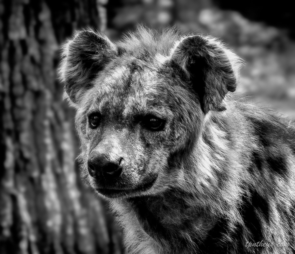 Tom Theys - Zoo Planckendael | LensCulture