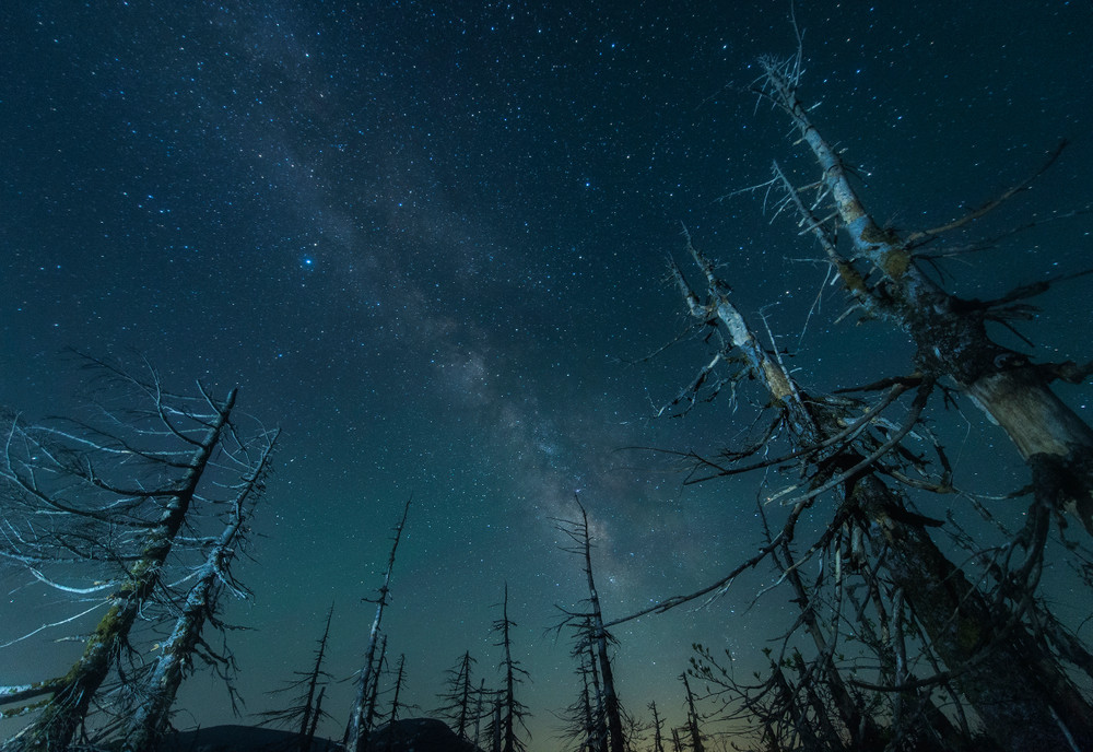Kazuaki Koseki - Lost Forests | LensCulture