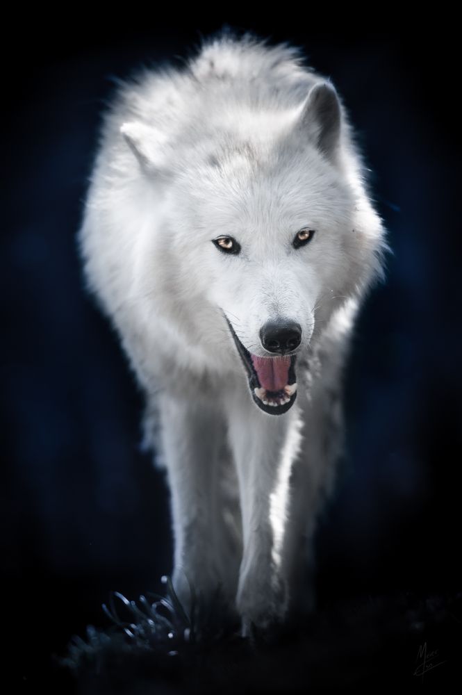 Elsa MEIER - Submission - Série Arctic Blue | LensCulture