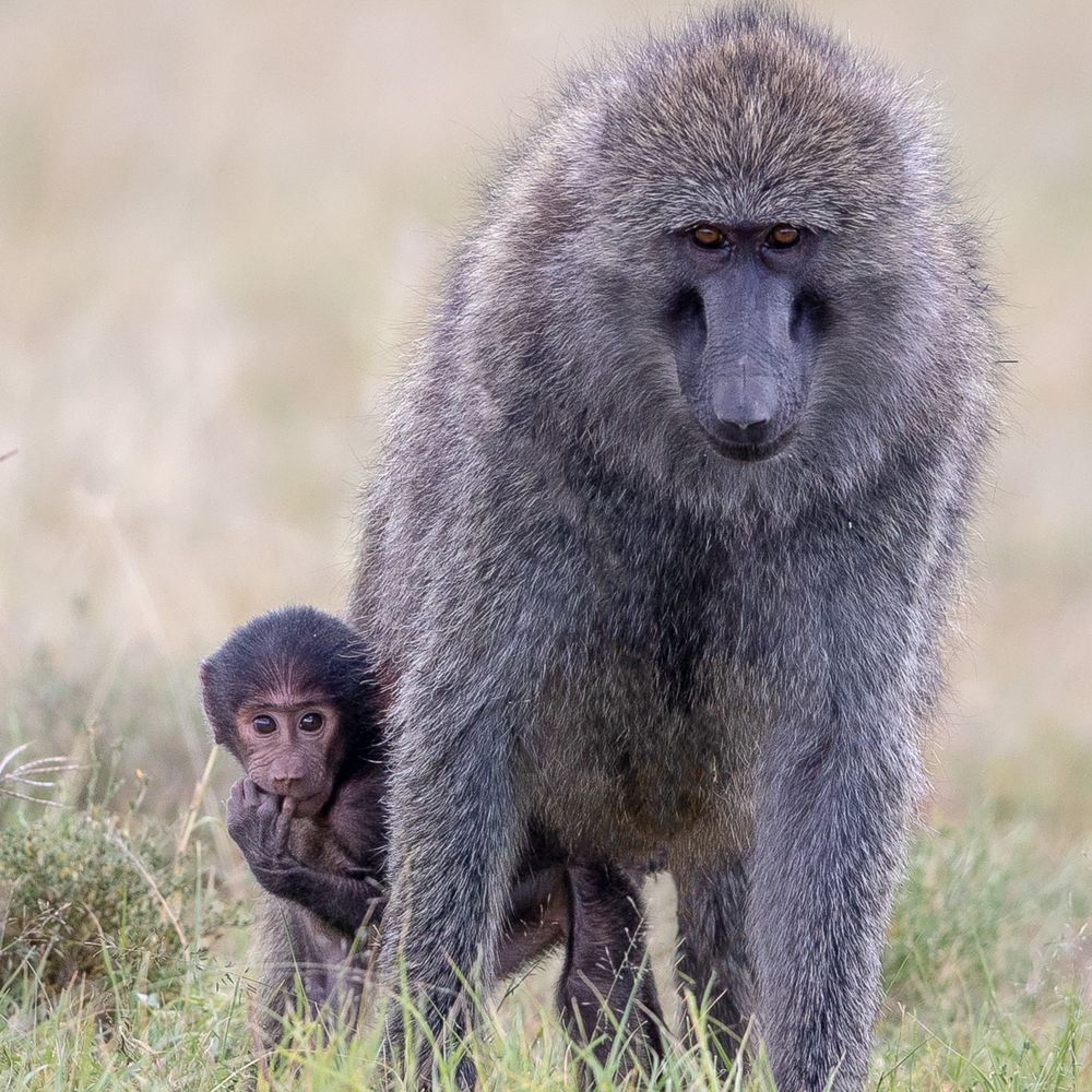 Usha Harish - Parental love is universal | LensCulture