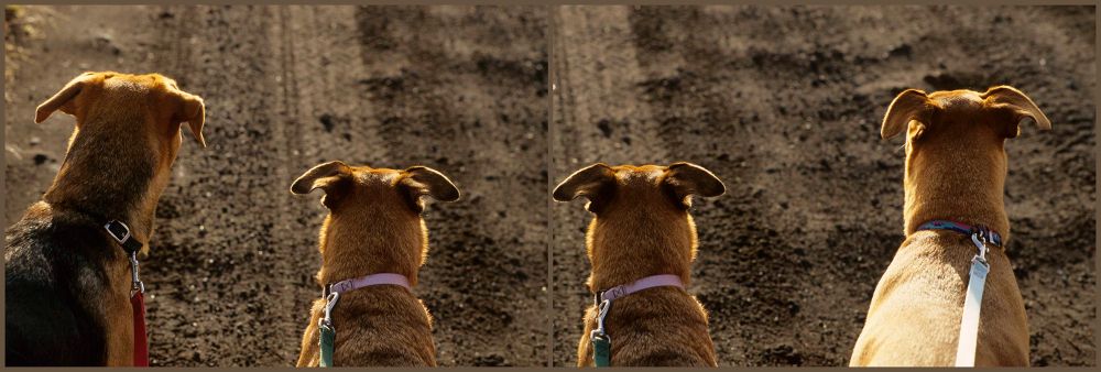 Melissa Schelling - Studies in Loca Motion | LensCulture