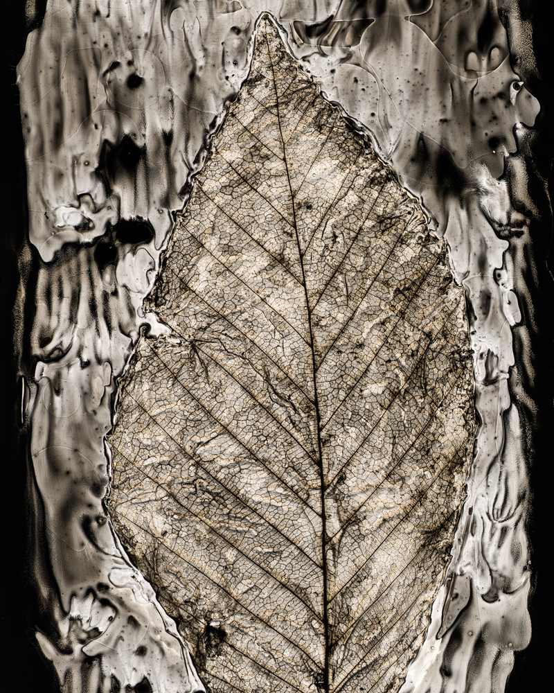 Gregory Spaid - Leaf Cutting Series | LensCulture