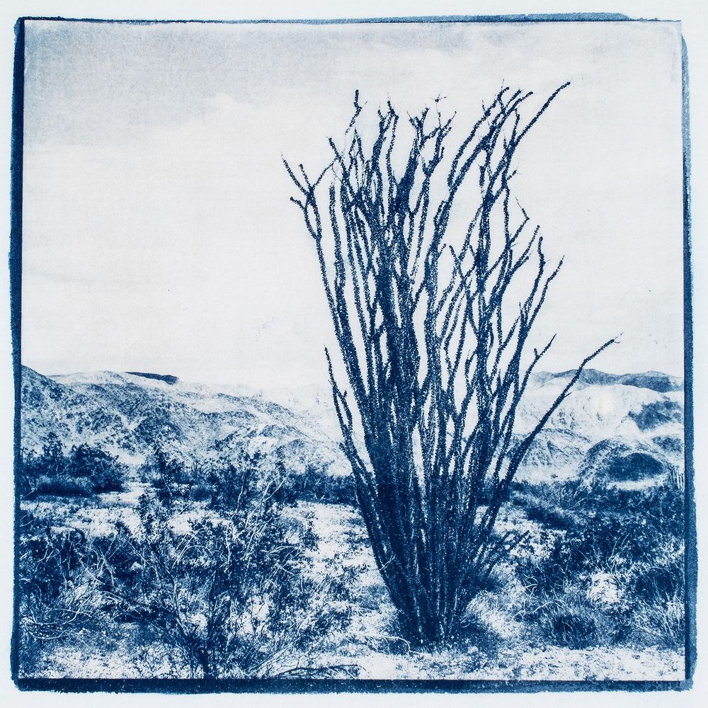 Sarah Grew - Joshua Tree Blue | LensCulture