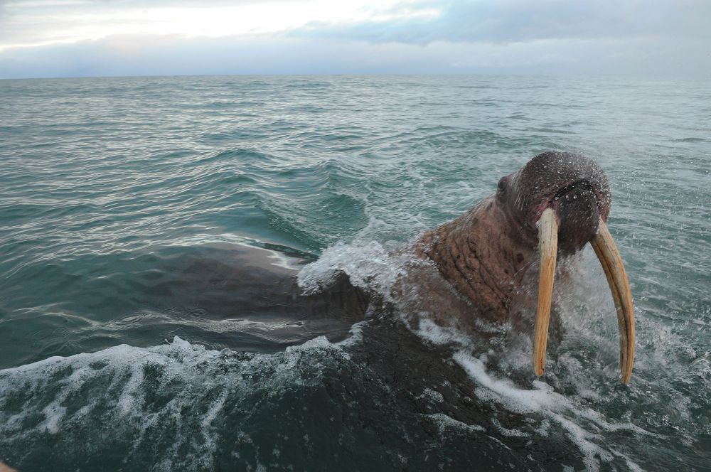 Andrey Shapran - Sea hunters of Chukotka. Inchoun. | LensCulture