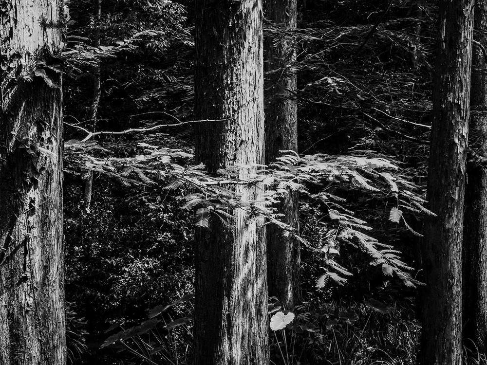 Forest, water, traces of time - LensCulture