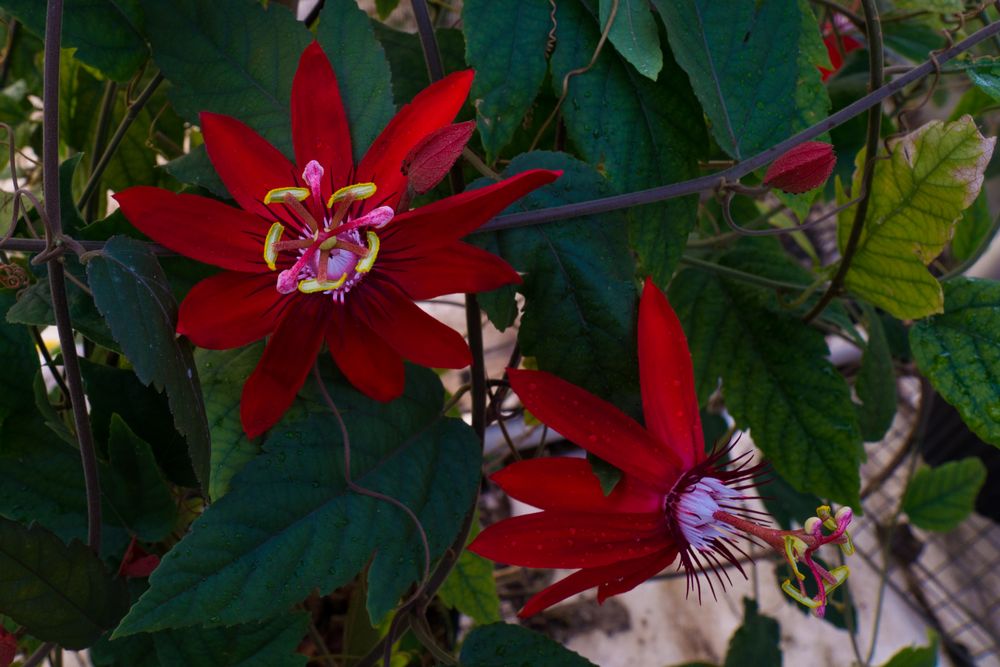 Jonathan Orenstein - Survival with Cyanide | LensCulture