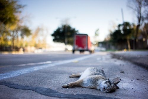 Carolina Sanchez-Monge - Animals on the side of the road | LensCulture