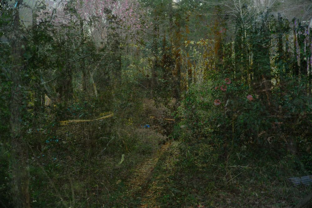 Daisuke Aihara - Imaerge -woods- | LensCulture