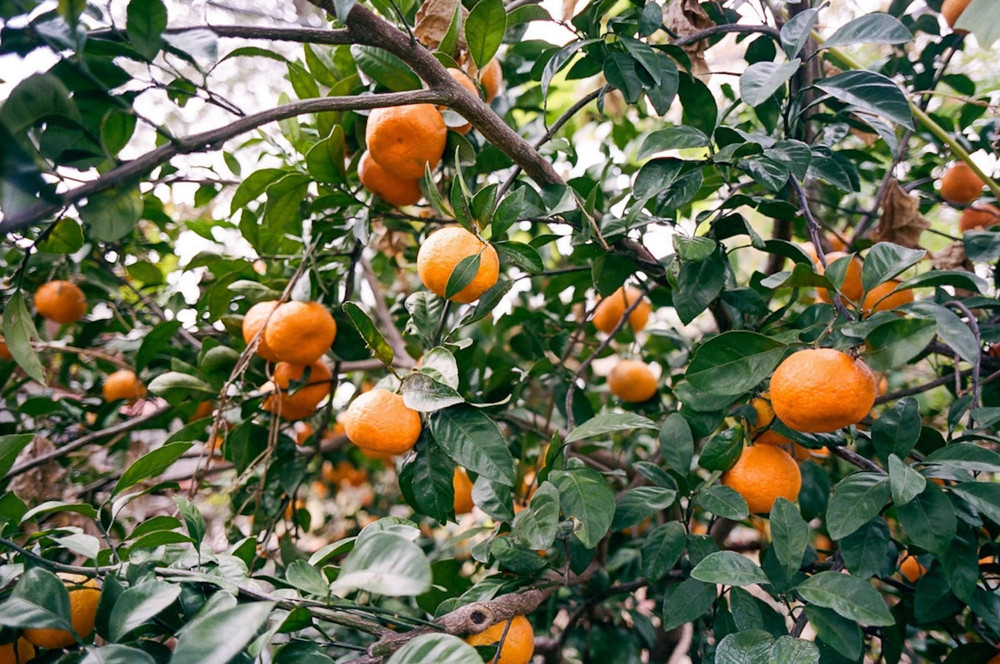Casey Joiner - Surrounded By Natural Causes | LensCulture