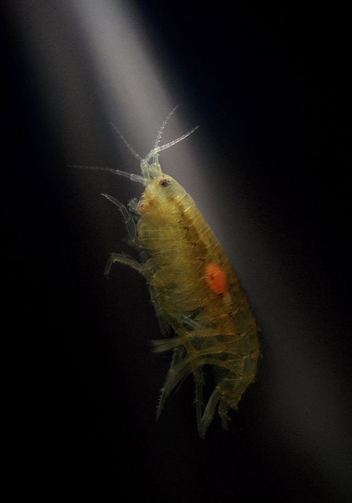 Mindsuckers: Brain-Controlling Parasites - Photographs by Anand Varma ...