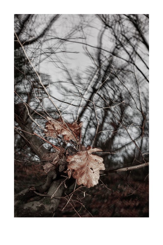 Markus Hermann - In the Woods | LensCulture