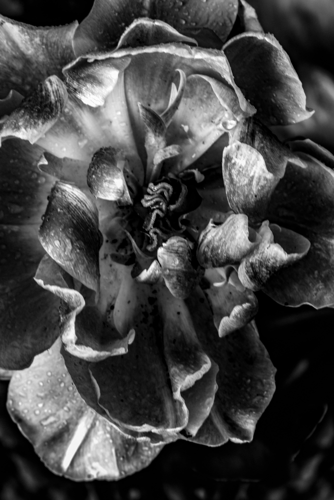 Nathan Verstraete - Spring Fever / Shunga | LensCulture