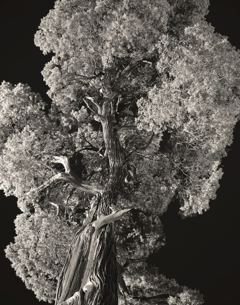 yan sun - The Memory of Trees | LensCulture